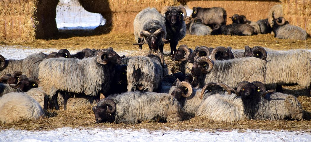 7,000+ Free Sheep & Nature Images - Pixabay