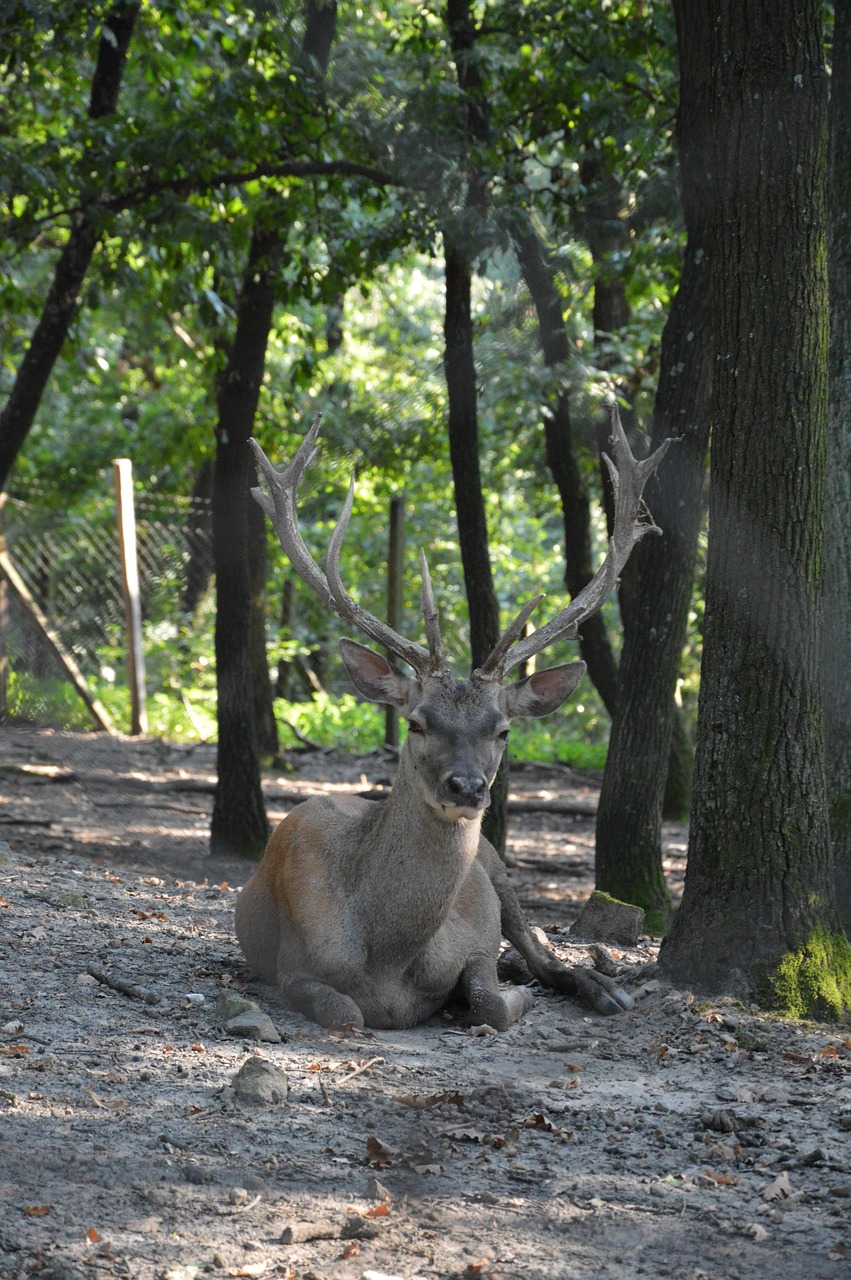 Venado Cuerno Salvaje - Foto gratis en Pixabay - Pixabay