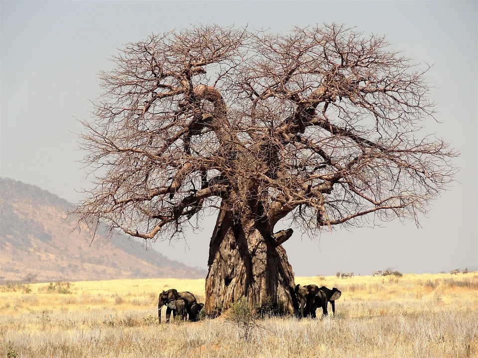 Africa Tree Baobab - Free photo on Pixabay