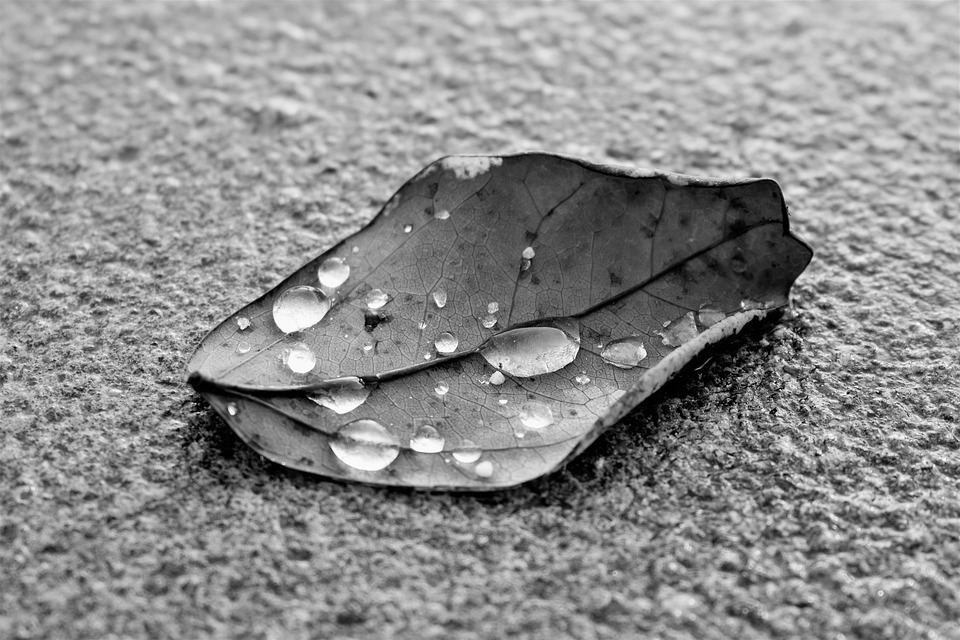 Blad Natur Sort Og Hvid - Gratis foto på Pixabay