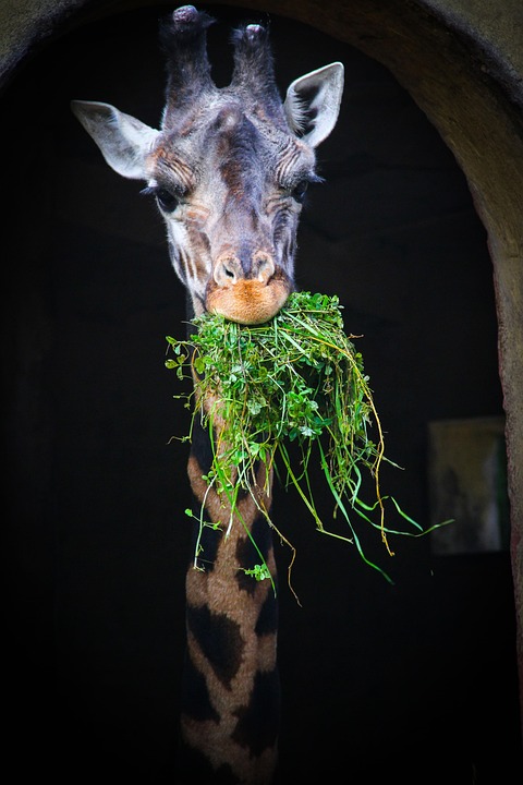 Girafa Zoologico Comiendo Reserva - Foto gratis en Pixabay