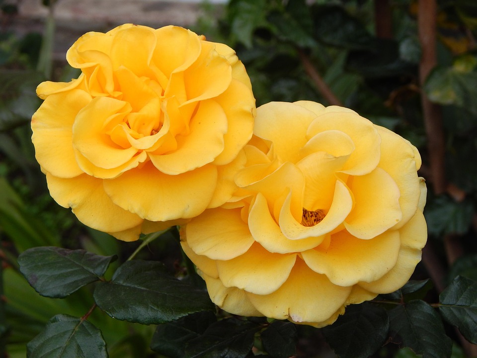 Roses Jaune La Nature - Photo gratuite sur Pixabay - Pixabay