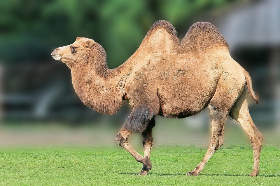 Camelo Navio Do Deserto Animal - Foto gratuita no Pixabay - Pixabay