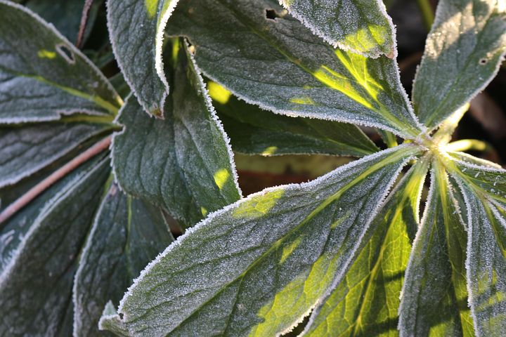 60+ Free Helleborus & Flower Images - Pixabay