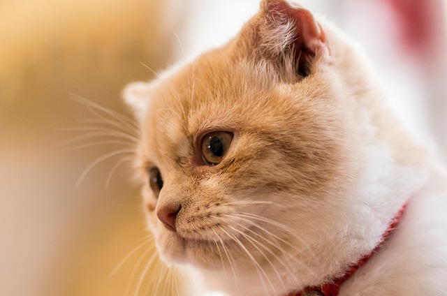 Ppt Background Cat - Free photo on Pixabay - Pixabay