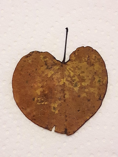 Corazón Hoja - Foto gratis en Pixabay