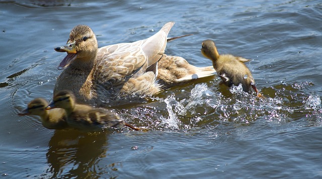Duck Mallard Boy - Free photo on Pixabay