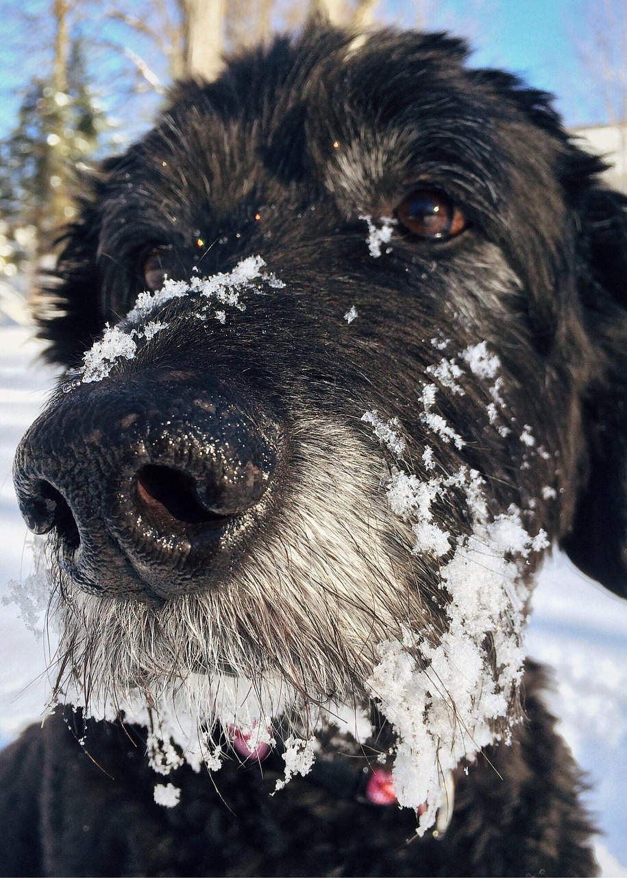 50+ Free Goldendoodle & Dog Images - Pixabay