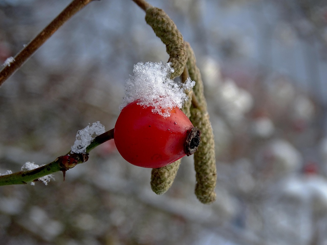 Rose Hip Winter Snow - Free photo on Pixabay - Pixabay