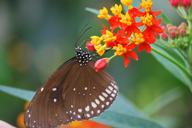 Papillon Nature Faune - Photo gratuite sur Pixabay - Pixabay