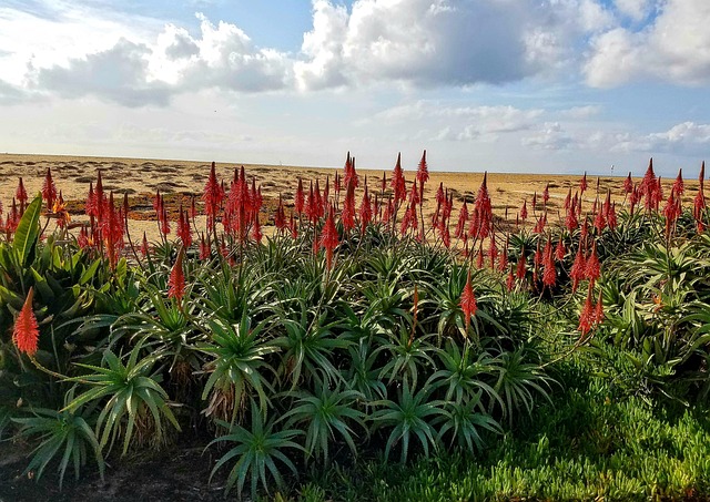 Bunga-Bunga Pantai Newport Merah - Foto gratis di Pixabay - Pixabay