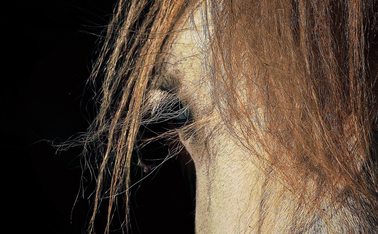 Caballo Mira Poni - Foto gratis en Pixabay - Pixabay