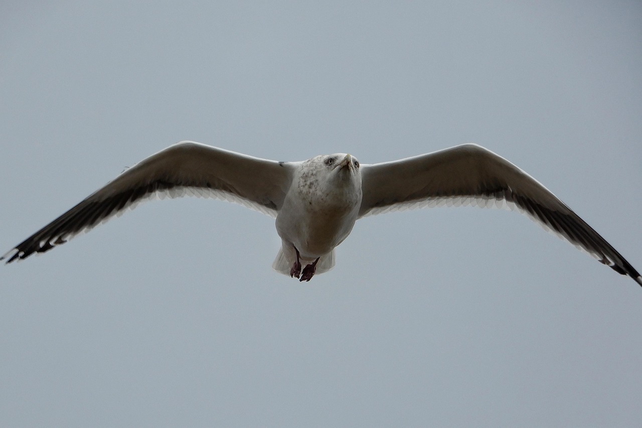 Animal Cielo Gaviota Ave - Foto gratis en Pixabay - Pixabay