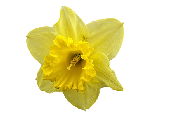 Více než 4 000 obrázků na téma Narcis a Příroda zdarma - Pixabay