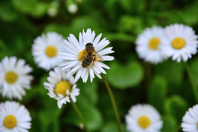 Fleurs Abeille Butiner - Photo gratuite sur Pixabay - Pixabay