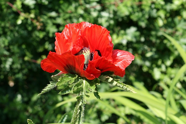 Bunga Poppy Merah Alam - Foto gratis di Pixabay - Pixabay