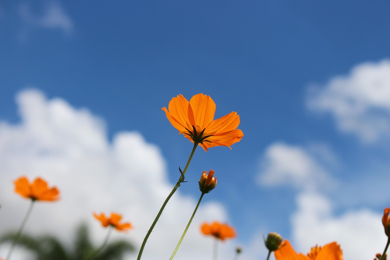 Kosmo Yellow Flower Sky - Free photo on Pixabay