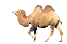 Camel Driver Animal - Free vector graphic on Pixabay