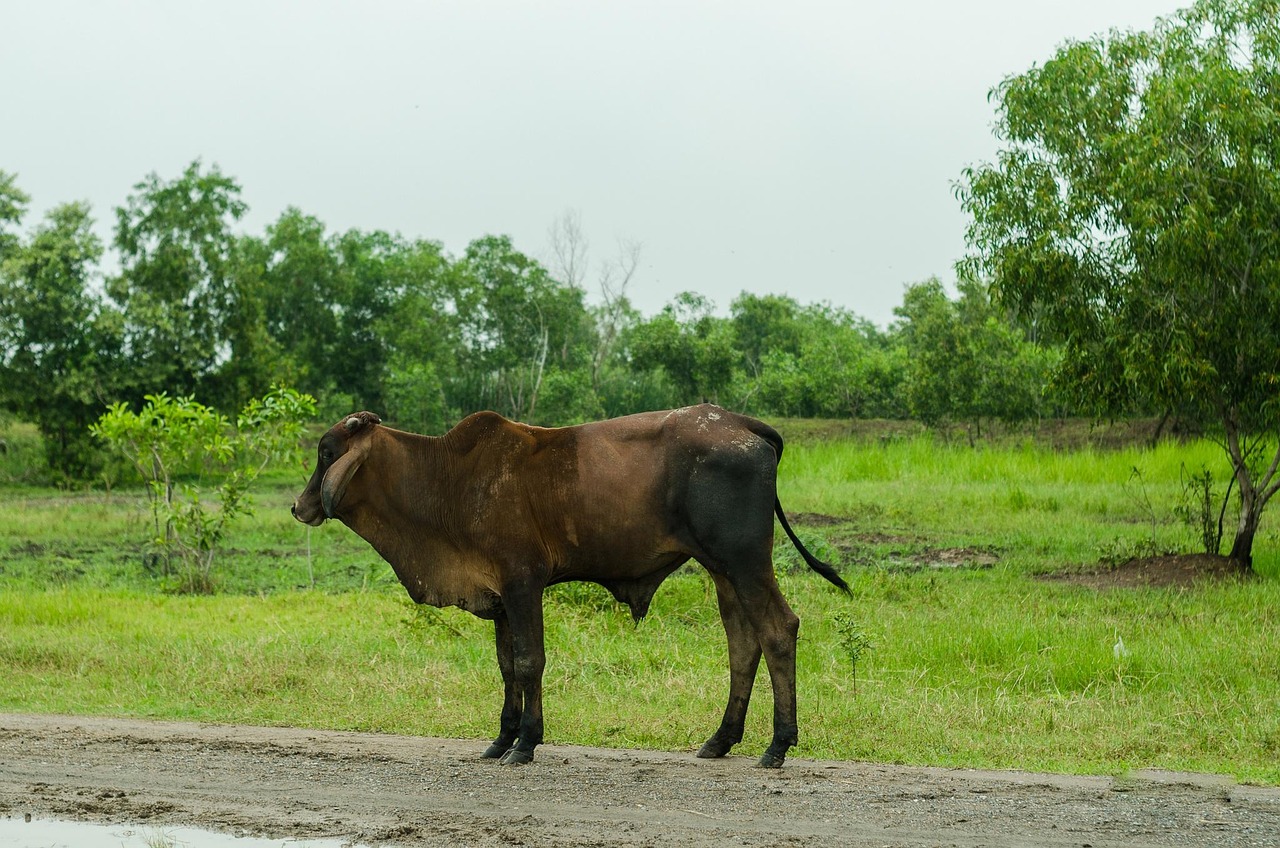 Vache Nature Vert - Photo gratuite sur Pixabay - Pixabay