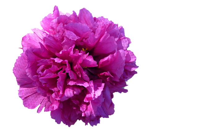 70,000+ Free Flowers Transparent Background & Nature Images - Pixabay