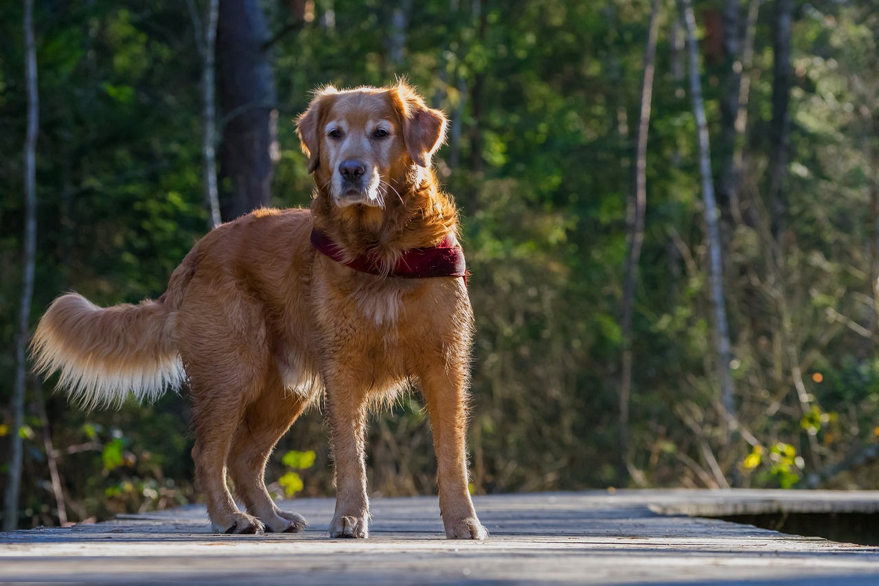 Perro Retrato Animal De - Foto gratis en Pixabay - Pixabay
