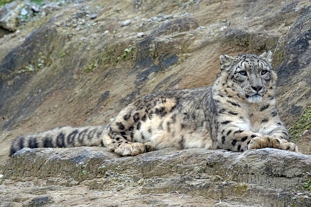 Snow Leopard Irbis Big Cat - Free photo on Pixabay