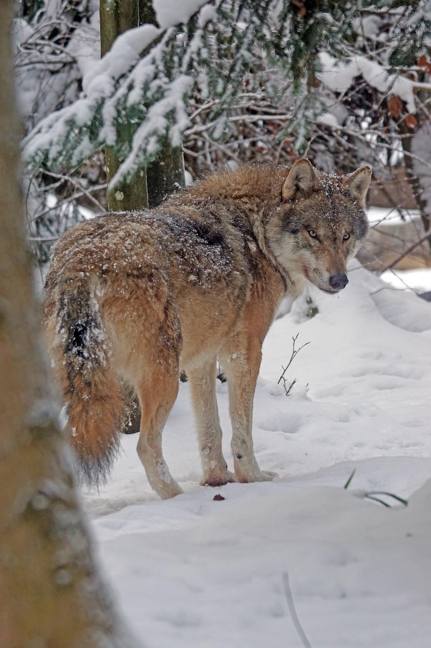20,000+ Free Snow Wolf & Wolf Images - Pixabay
