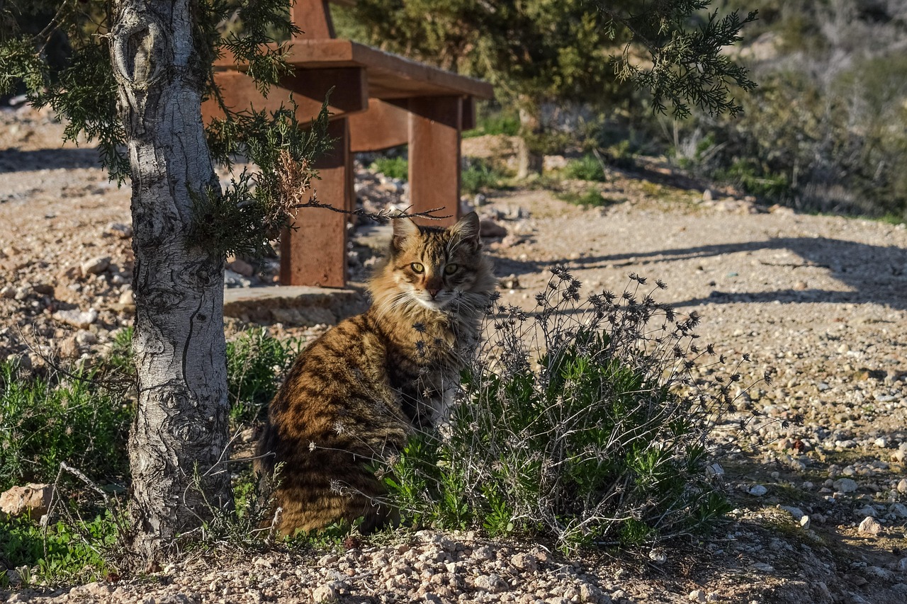 Cat Feral Outdoor - Free photo on Pixabay