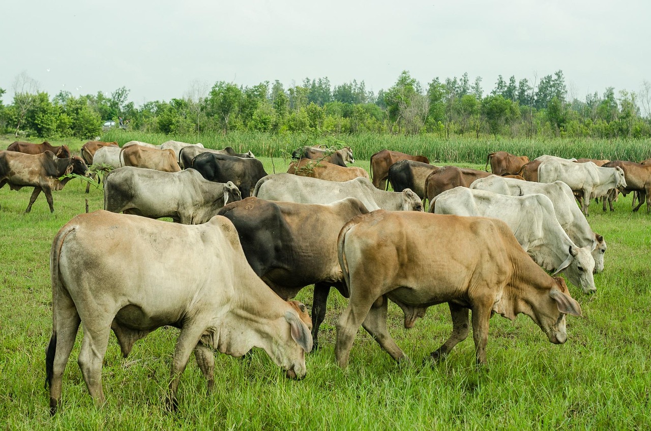 Vache Nature Animal - Photo gratuite sur Pixabay - Pixabay
