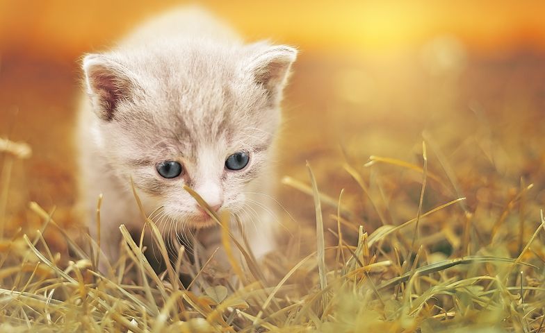 100 Of The Cutest Baby Animals HD Images Pixabay 100 Of The Cutest Baby Animals HD Images Pixabay