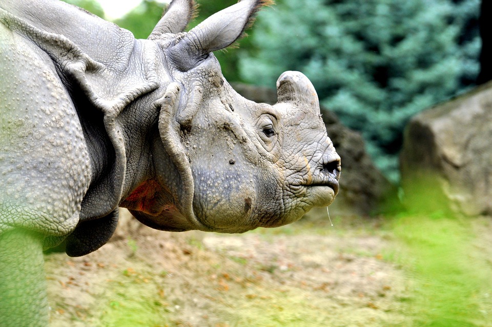Rhinoceros Zoo Horn Large - Free photo on Pixabay - Pixabay