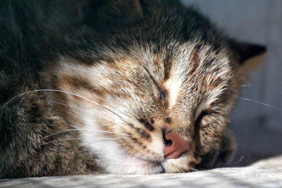 Amur Chat Léopard Prionailurus - Photo gratuite sur Pixabay