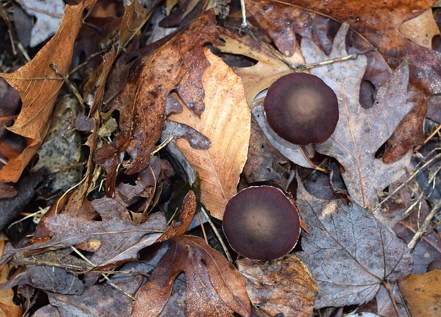 Dark Brown Mushrooms - Free photo on Pixabay - Pixabay