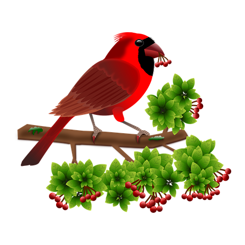 100+ Free Red Cardinal & Cardinal Images