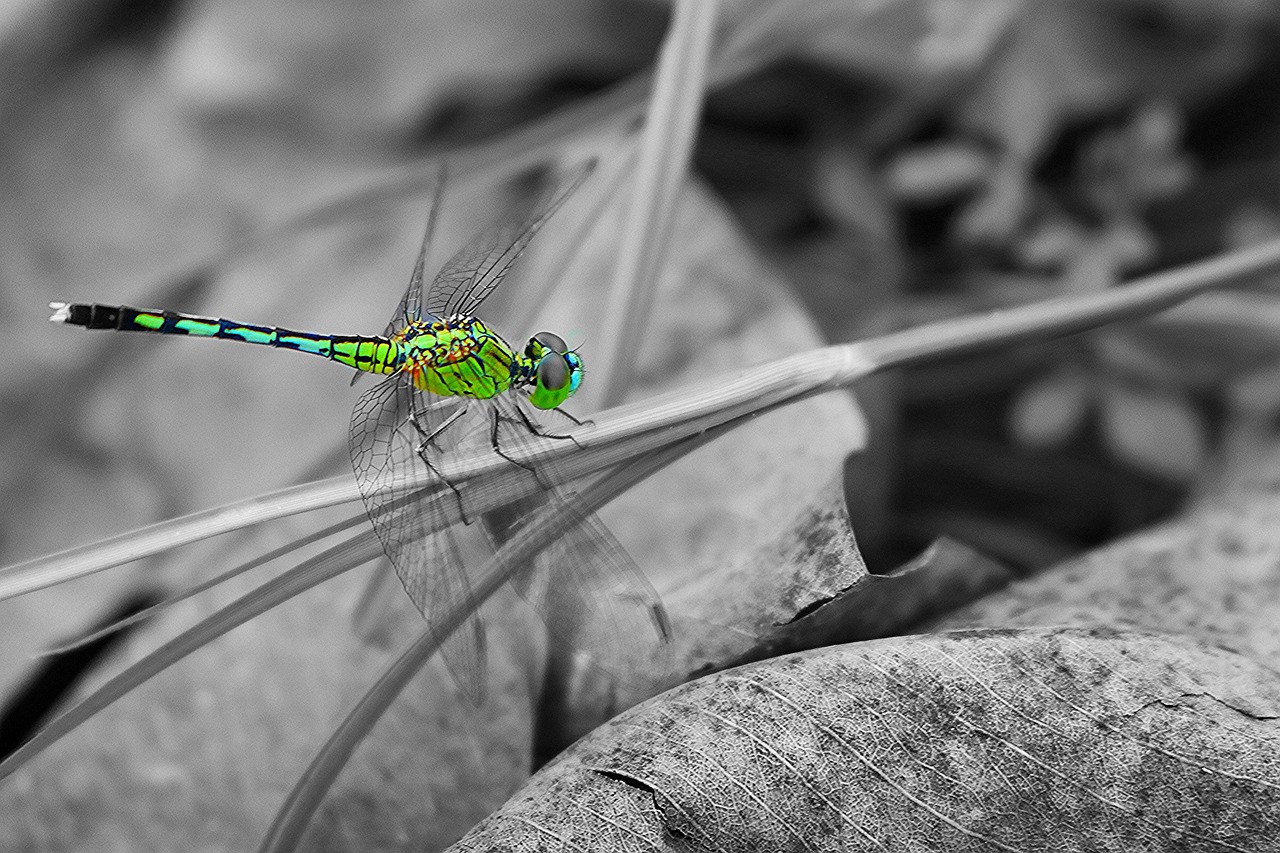 Dragonfly Nature Insect - Free photo on Pixabay - Pixabay