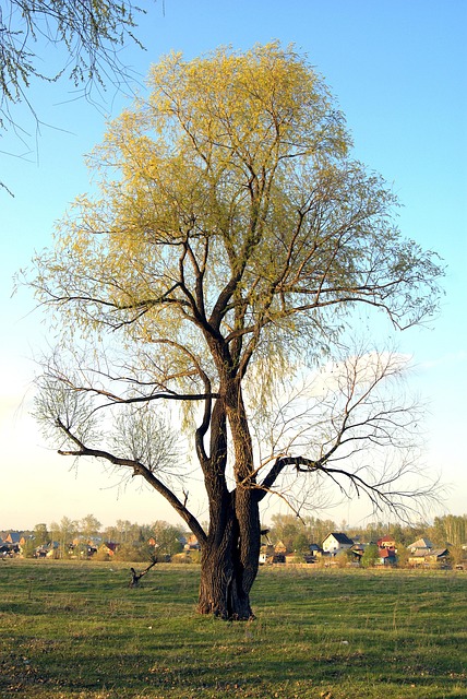 50,000+ Free Sunny-Day & Sunny Day Images - Pixabay