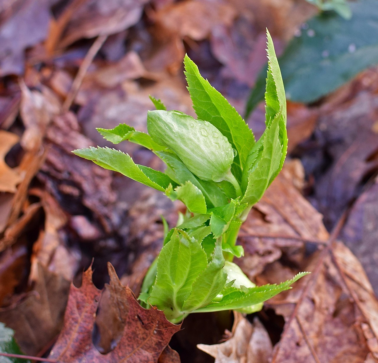 Lenten Rose In Bud - Free photo on Pixabay - Pixabay
