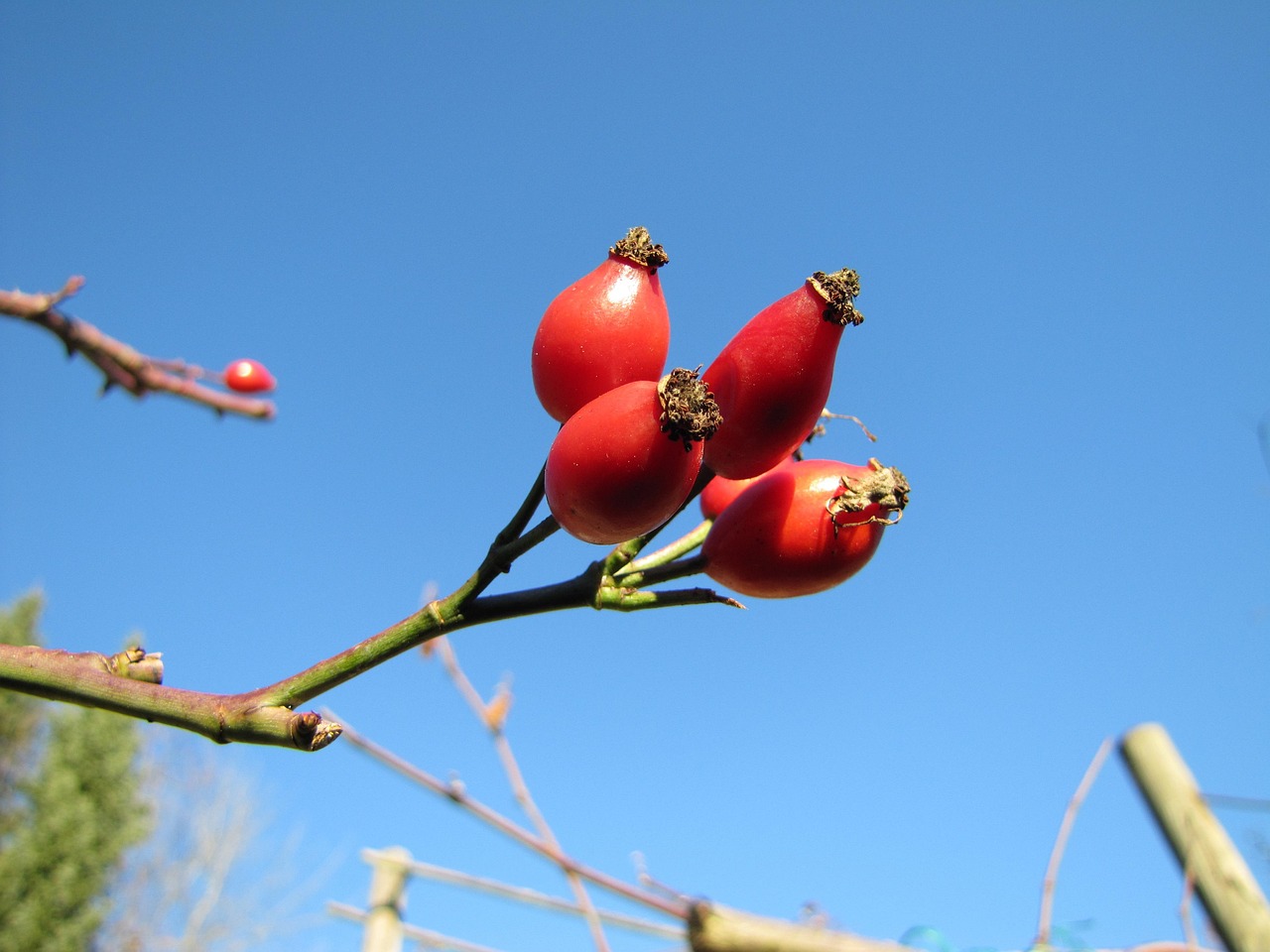 Rosehips Heaven Wild Rose - Free photo on Pixabay - Pixabay