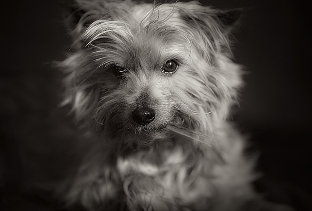 Dog Portrait Animal - Free photo on Pixabay - Pixabay