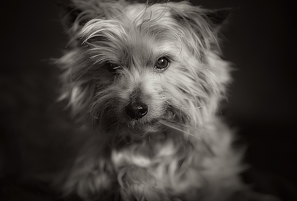 Perro Retrato Animal De - Foto gratis en Pixabay