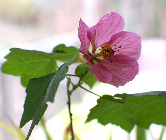 Flowering Maple Container Plant - Free photo on Pixabay
