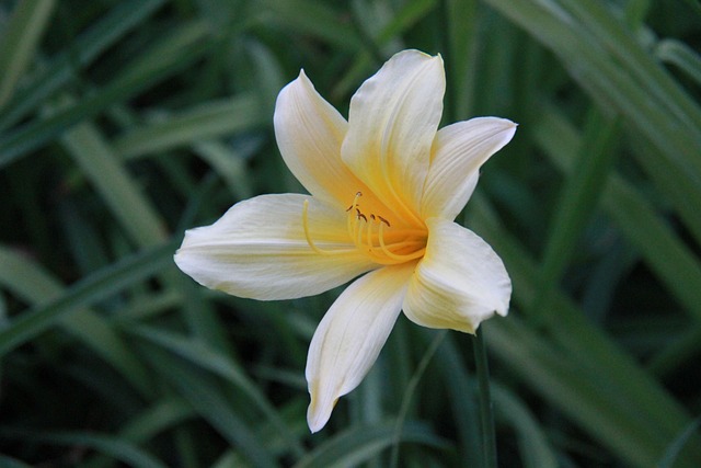 Flower Yellow Orange - Free photo on Pixabay