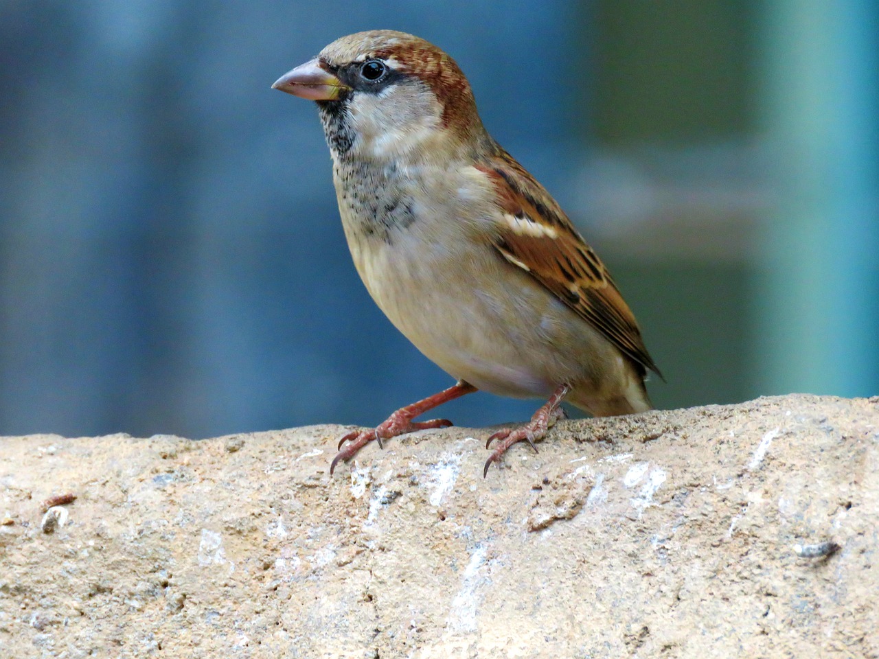Gorrión Común Pájaro - Foto gratis en Pixabay - Pixabay