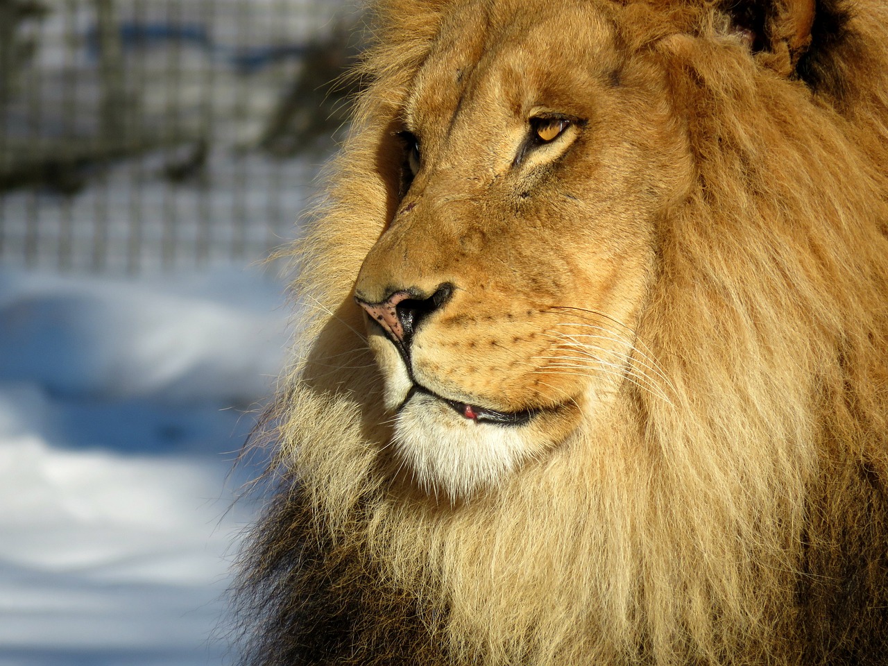 7,000+ Best Lion Images & Free HD Stock Photos - Pixabay