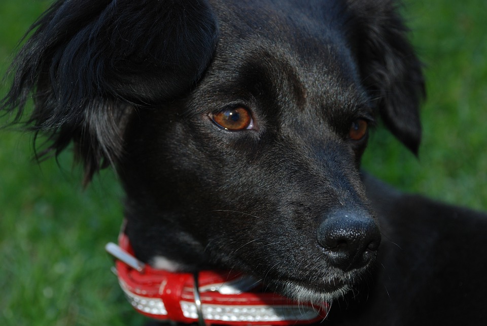 Tiere Hund Maskottchen - Kostenloses Bild auf Pixabay