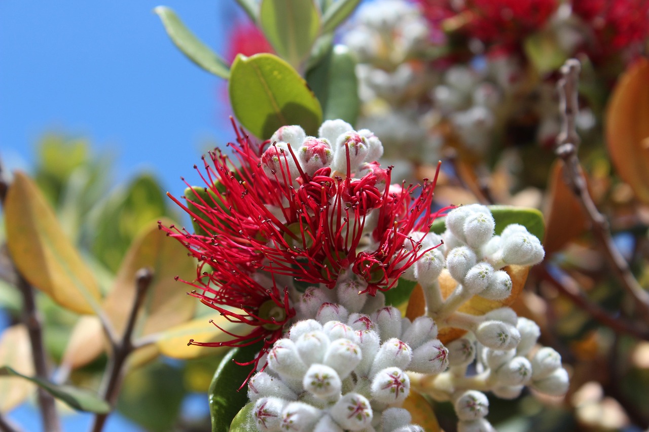 Red Flower Protea - Free photo on Pixabay