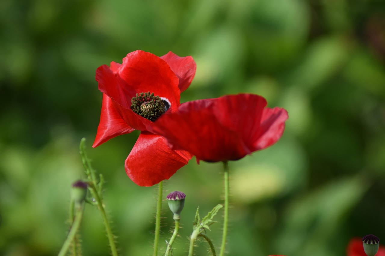 Opium Bunga Poppy Musim Panas - Foto gratis di Pixabay - Pixabay