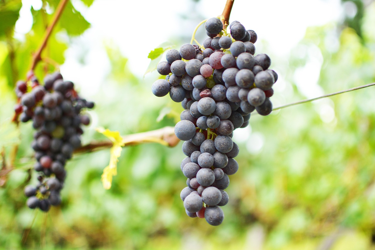 Wine Uva Vineyard - Free photo on Pixabay - Pixabay