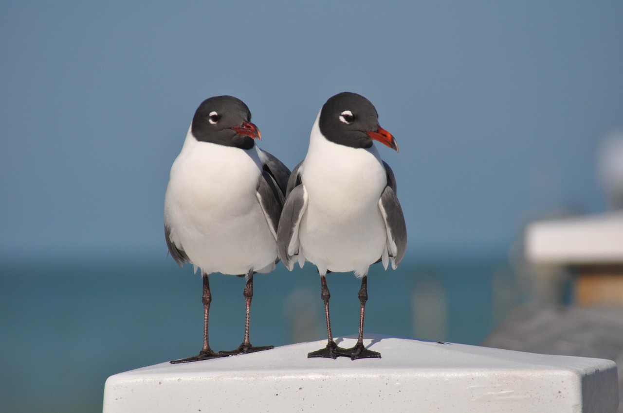 Pássaros Florida Oceano - Foto gratuita no Pixabay - Pixabay