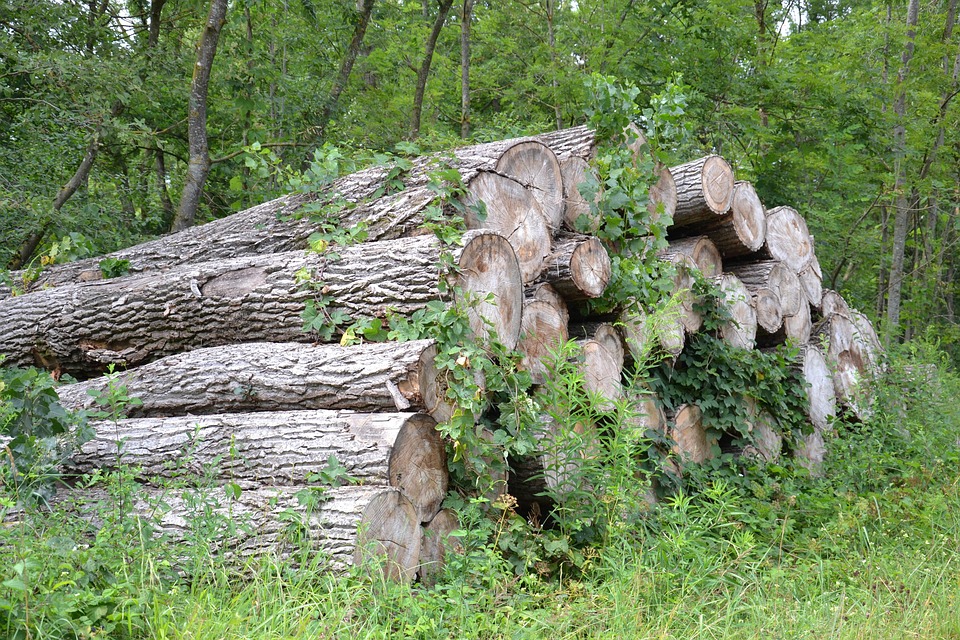 Wood Forest Nature Tree - Free photo on Pixabay